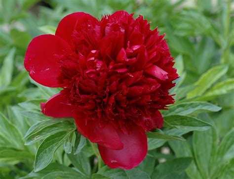 Пион Ред шарм, Red Charm, 3-5 почек, ОКС — купить в интернет-магазине ...