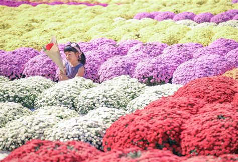 秋の花絶景 ダリアとガーデンマム祭 株式会社 世羅高原農場のプレスリリース
