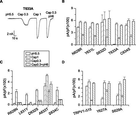 Uncoupling Proton Activation Of Vanilloid Receptor Trpv1 Journal Of