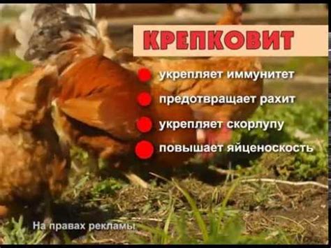 Крепковит для кур и птицы - YouTube