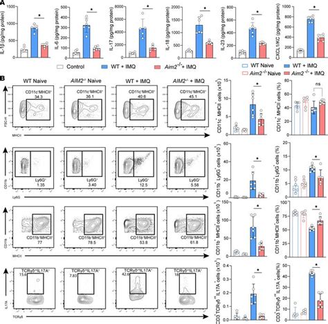 Jci Insight The Dna Sensor Aim2 Mediates Psoriasiform Inflammation By