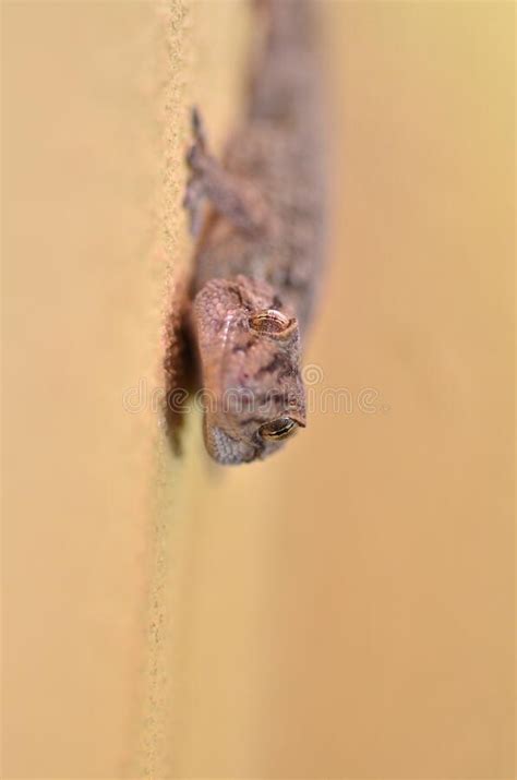 Gekko Lizard Portrait On Wall Reptile Wildlife Stock Image Image Of Chameleon Closeup 263494693
