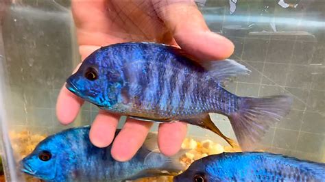 Royal Blue Dolphin Cichlids • Explanation Of Selecting Breeder Males