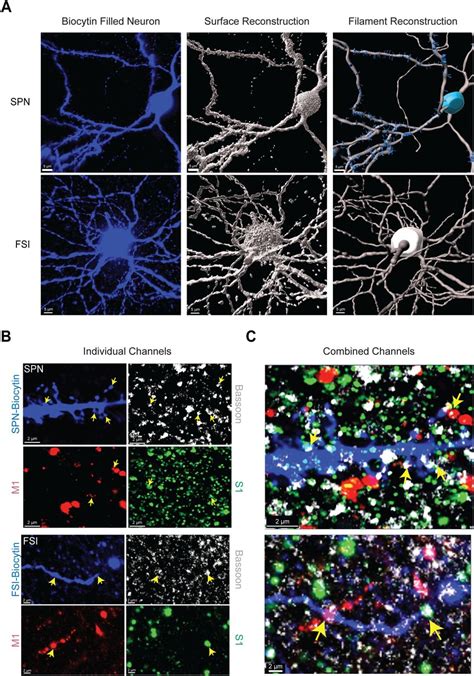 Figure 3 Cell Type Specific Connectivity Of Whisker Related Sensory And Motor Cortical Input