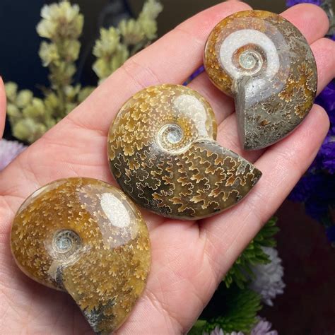 Ammonite Fossil Ammonite Stone Natural Ammonite Ammonite Specimen