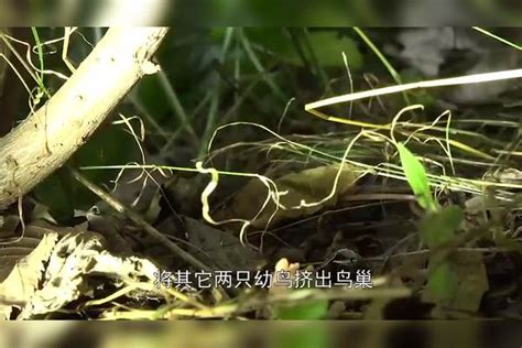 被课本骗惨了！原来啄木鸟根本不是什么好鸟，网友：“伪君子”！啄木鸟伪君子什么