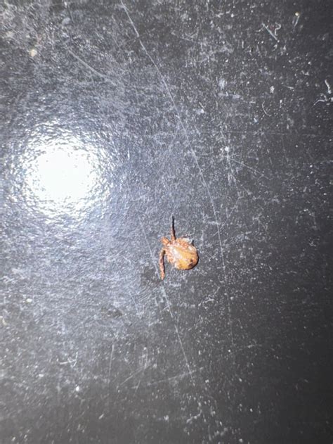 Tick Or Bed Bug R Whatbugisthis