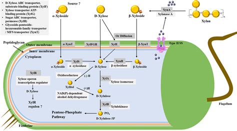 Draft Genomes Of Cronobacter Sakazakii Strains Isolated From Dried Spices Bring Unique Insights