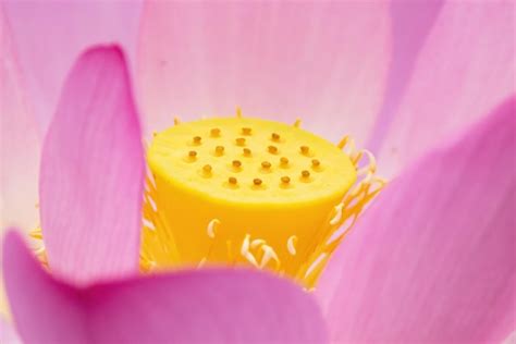 premium photo beautiful horizontal closeup shot of a yellow lotus