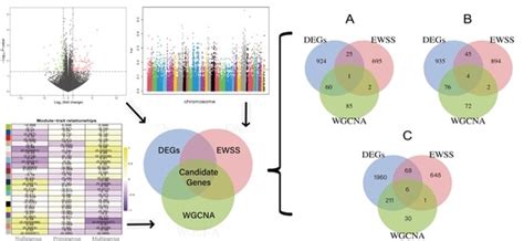 Genes Free Full Text Blood Transcriptome Analysis Of Beef Cow With