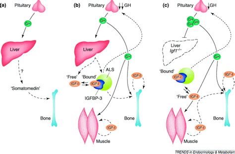 What Is The Role Of Circulating Igf I Trends In Endocrinology