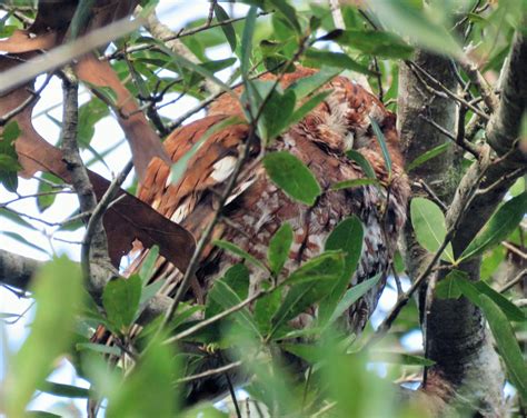 Ebird Checklist 14 Dec 2017 Private Residence 5 Species