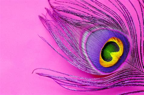 Purple Peacock Feather Background