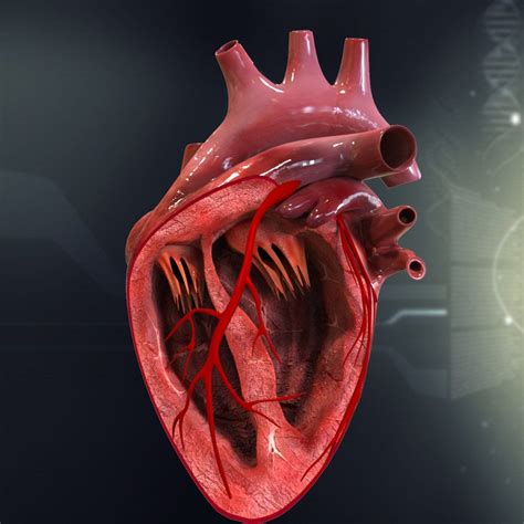 심장 반 해부학 3d 모델 69 3ds C4d Fbx Lwo Lxo Max Ma Obj Stl Free3d