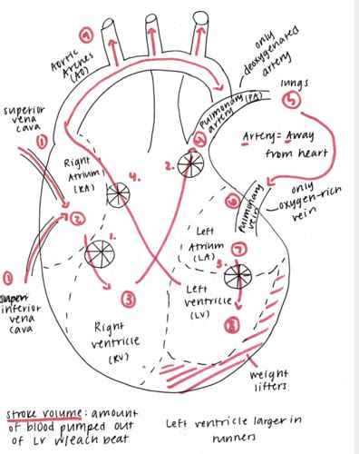 Lecture 11 The Circulatory System Flashcards Quizlet
