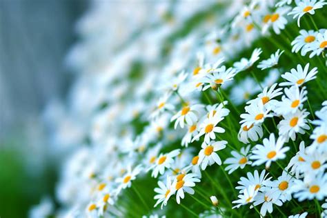 تصاویر فوق العاده زیبا از گل های رنگارنگ برای صفحه دسکتاپ