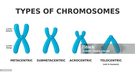 Types Of Chromosomes Metacentric Submetacentric Telocentric Acrocentric Stock Illustration