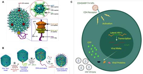 Bacteriophage Model Instructions