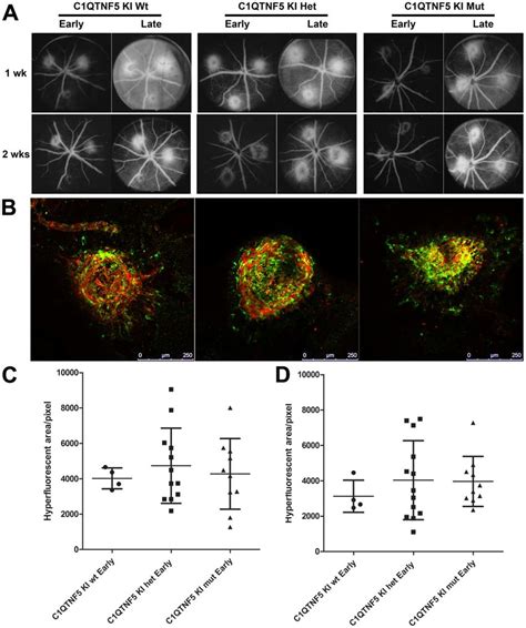 Laser Induced Choroidal Neovascularization In Wild Type And C1qtnf5 Download Scientific Diagram