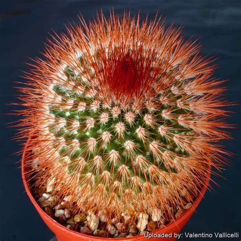 Mammillaria Spinosissima F Rubrispina