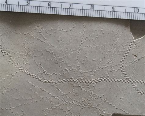 Ku Ichnology