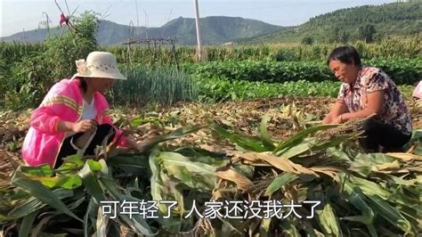 农忙开始了，婆媳俩地里掰玉米，今年玉米收成咋样？婆婆很知足 Youtube