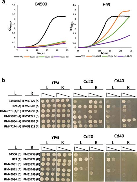 Differential Response To Cd²⁺ Shown By C Neoformans Serotype D And C