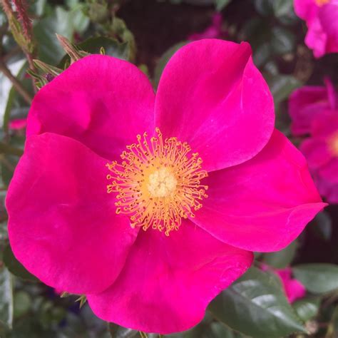 Devoir de Mémoire® | Roses' Name