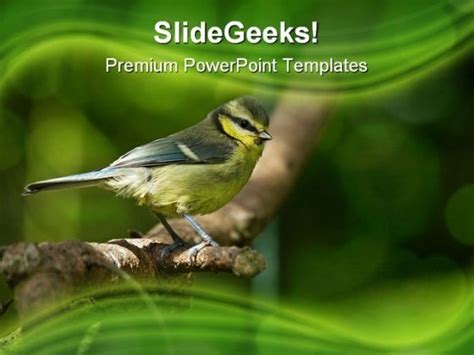 Blue Tit Fledgling Nature Powerpoint Themes And Powerpoint Slides