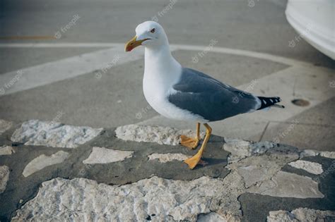 Premium Photo A White And Black Seagull With A Yellow Beak