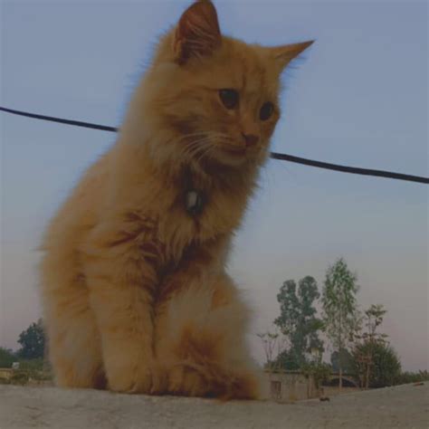 Fia Khan Fia Khan • Instagram Photos And Videos