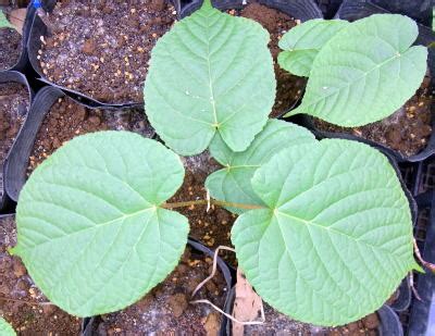 ヒトツバカエデ一葉楓植物苗木植木生産販売通販リスト