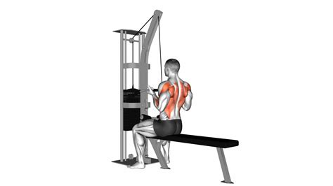 Reverse Grip Seated High Row Cable Exercise Guide And Tips