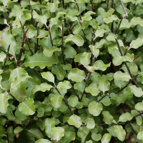 Silver Sheen Pittosporum Plants Express