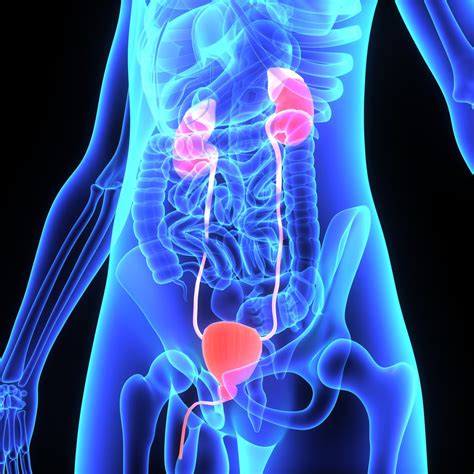 Fisioterapia na Incontinência Urinária Masculina Fisioterapia Saúde