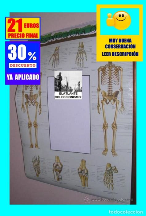 cartel lámina didáctica de la estructura ósea Comprar Carteles