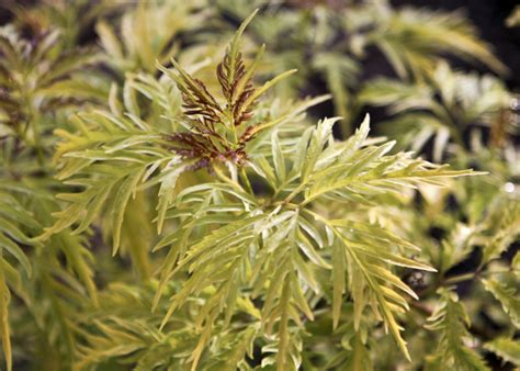 Vw Garden Shrubs With Feathery Foliage