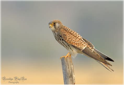 Ave Sp Ebird