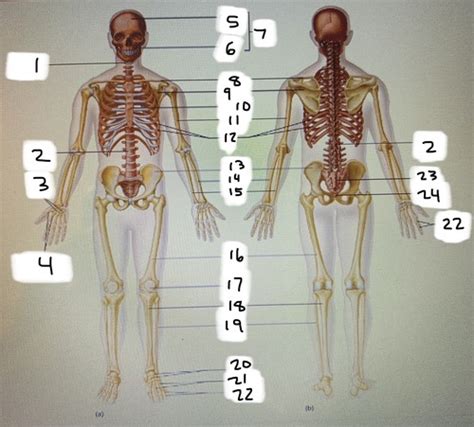 Skeletal System Part 2 Diagram Quiz 1 Flashcards Quizlet