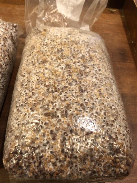 Is This “fully Colonized” Or Just “evenly Distributed” Can I Spawn To Bulk Soon R Shrooms