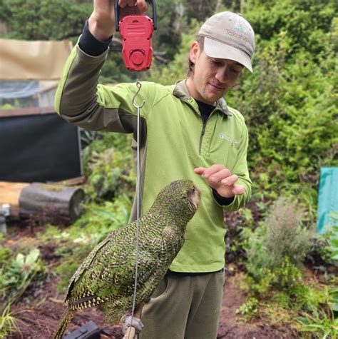 Kākāpō Recovery With Ranger Tommy Conservation Blog