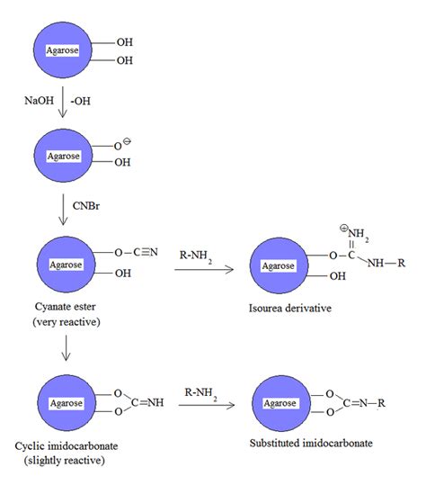 Filecnbr Activated Matrices Reactionpng Wikipedia