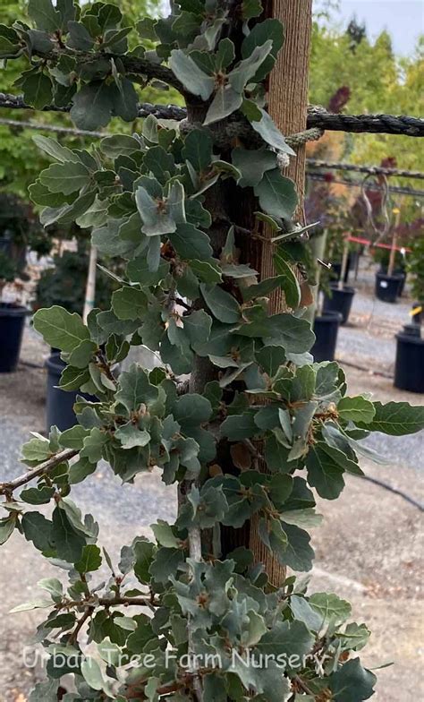 Quercus Douglasii Urban Tree Farm Nursery