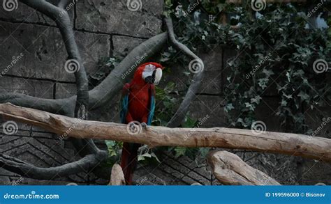 Big Red Parrot Stock Footage Video Of Macaw Grace 199596000