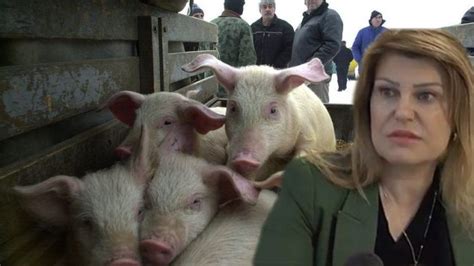 Свикват извънредно заседание в Перник заради Африканска чума по свинете у нас