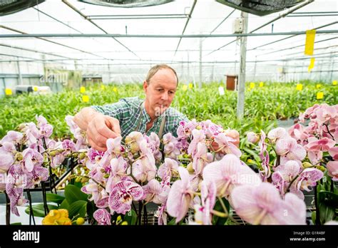 Jim Durrant From Mcbeans Orchids In Cooksbridge Near Lewes East Sussex Getting Ready For