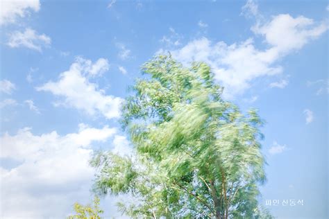 풍경갤러리 바람 부는 날