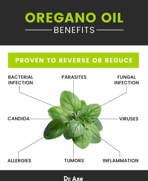 Oregano Oil Benefits Uses Dosage Side Effects Interactions Dr Axe