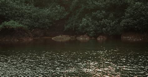 강 강변 경치 고요한 광야 그림 같은 나무 나뭇잎 녹지 달래는 무성한 반사 방해받지 않는 사일런 삼림지대 생물 다양성 생태계 서식지 손대지