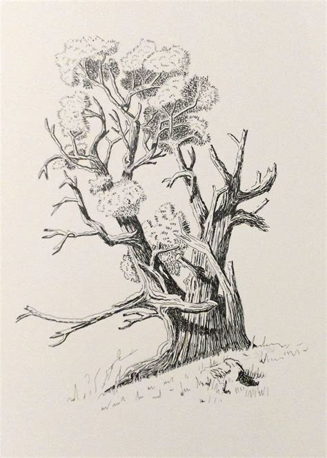 Tree In Pen Ink Drawing Exercises Daily Drawing Drawings